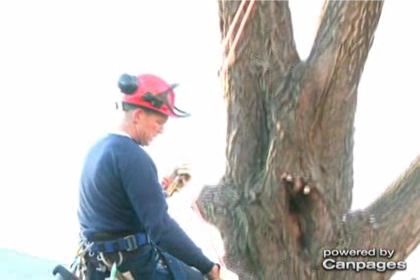 Aspirations Tree Care - Whitby, ON - 602 Peel St | Canpages